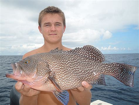 Big Fishes Of The World Speckled Hind Epinephelus Drummondhayi