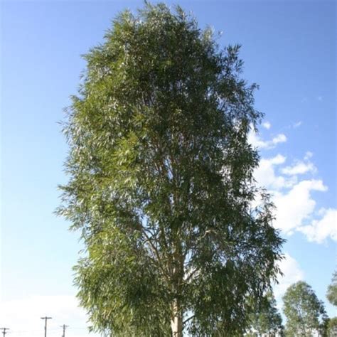 Eucalyptus Papuana Ghost Gum Green Things Nursery Green Things Nursery
