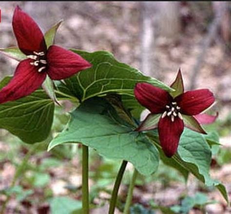 Red Trillium Trillium Erectum Level Up Garden