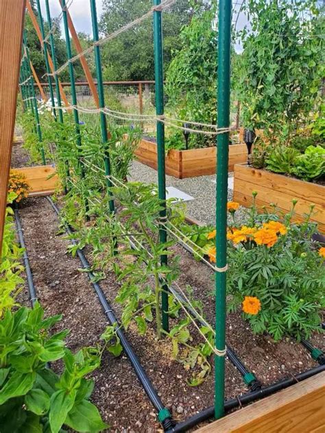 How To Make The Best Diy Tomato Trellis Stake Weave Hybrid Tomato Trellis Diy Garden