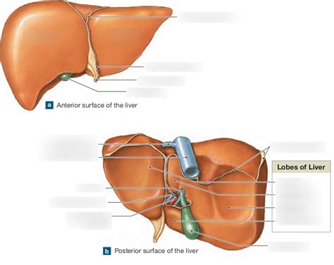 Diagram Of Figure 16 14 The Surface Anatomy Of The Liver Quizlet