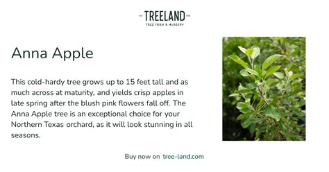 Anna Apple Treeland Nursery