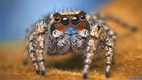 Pictures Arizonas Amazing Jumping Spiders Bbc Newsround