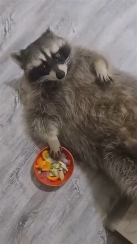 Chisps Album On Imgur