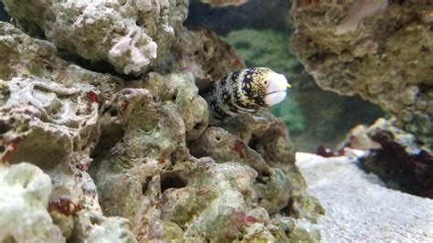 Snowflake Eel Full Care Guide Breeding Tank Size And Disease
