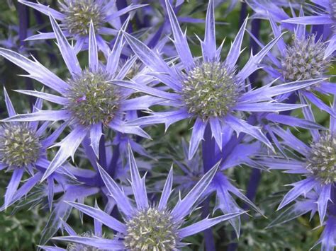 Eryngium Sea Holly A To Z Flowers