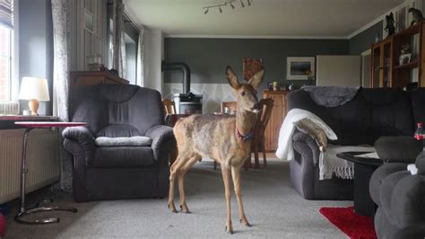 Rodina Má Netradičního Mazlíčka Srnec Timmy Si život V Domě Zamiloval Tncz