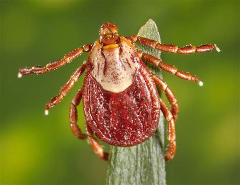Tick Description Bite Diseases Life Cycle Prevention And Facts Britannica