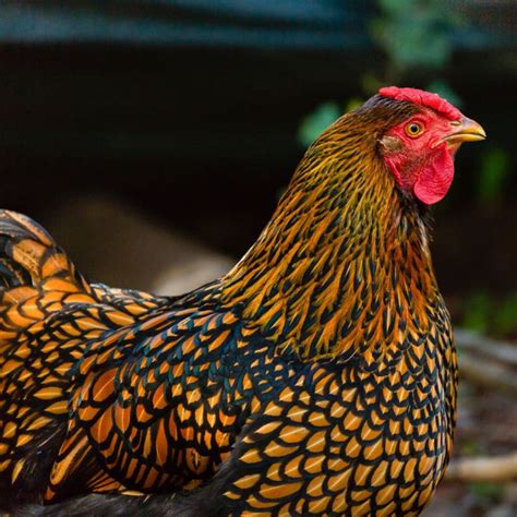 Black Laced Gold Wyandotte