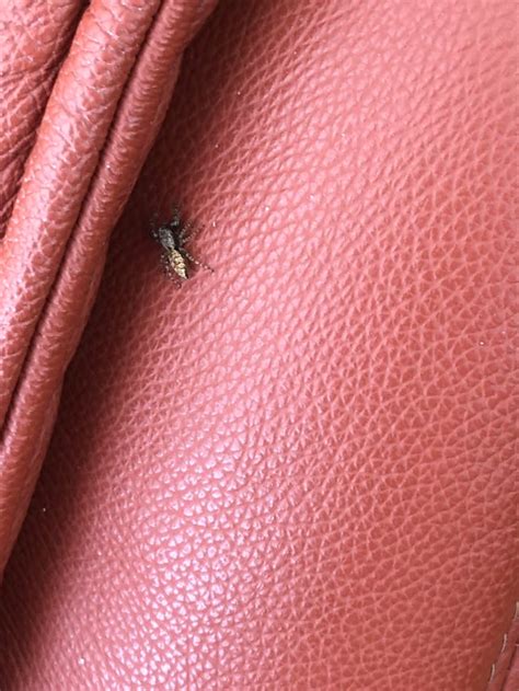 A Jumpy Spider Rspiderid