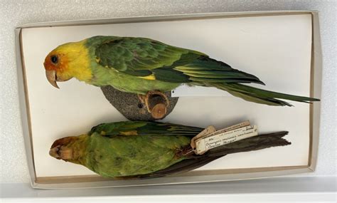 The Newly Described Andean Storm Petrel Is Just Our Type Specimen