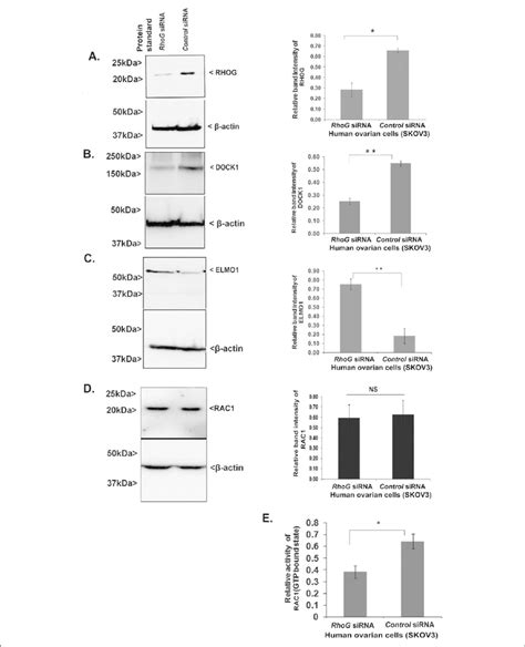 Rhog Can Regulate The Expression Of Dock1 And Activity Of Rac1 But