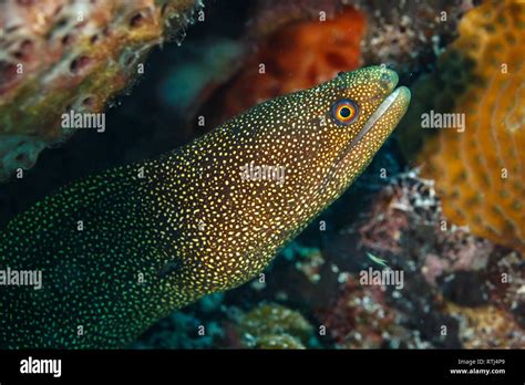 Close Up Of Head Of Yellow Spotted Moray Eel Gymnothorax Moringa