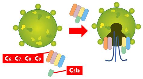 The Complement System Made Easy Interactive Biology With Leslie Samuel