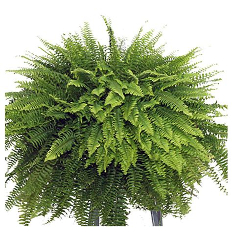 Boston Fern Hanging Basket Nephrolepis Exaltata Bostoniensis