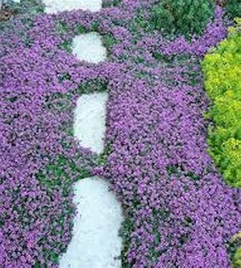 Determina Garden Creeping Thyme Seeds Ground Cover Flower Garden D At