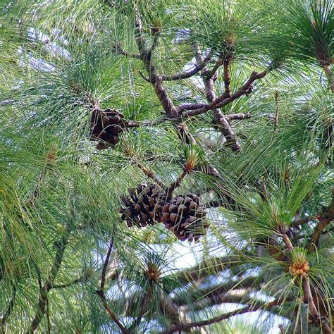 Pinus Roxburghi Chirr Pine Longleaf Indian Pine Myseedsco