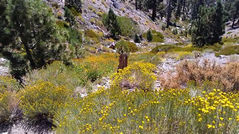 Elevation Of Lytle Creek Ca Usa Maplogs