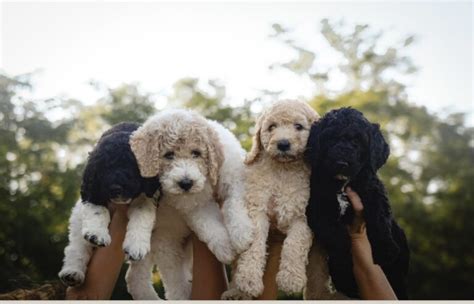 Poodle Sizes Higher Standard Poodles