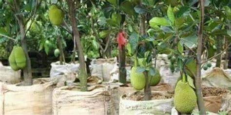 Jack Fruit Plant Jack Fruit Seedling Plant Manufacturer From Pune