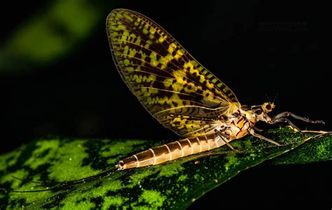 Mayfly Genus Isonychia Slate Drakes