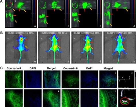 Full Article Multispectral Optoacoustic Tomography Msot For Imaging