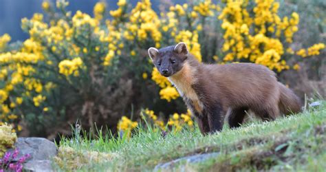 Pine Marten Scottish Highlands Thanks To Everyone Who Has Flickr