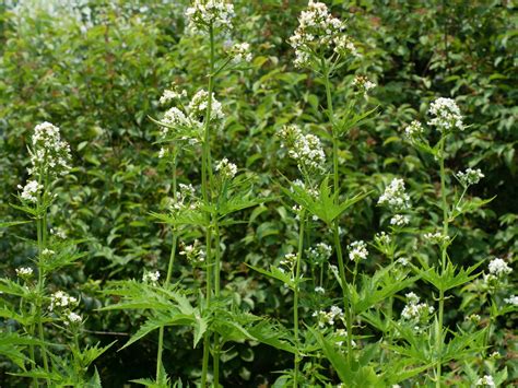 Napaea Dioica Larry R Yoder Prairie Learning Lab At Ohio State Marion