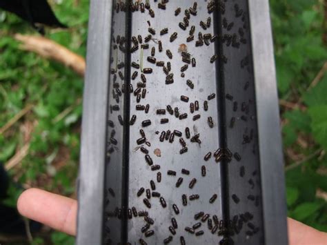 Ivan Lukić On Linkedin Integrirana Zaštita šuma Predstavlja Skup