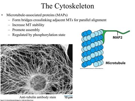 Ppt The Cytoskeleton Powerpoint Presentation Free