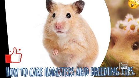 Syrian Hamster Care Tips How To Care And Breed Hamsters 🐹 Youtube