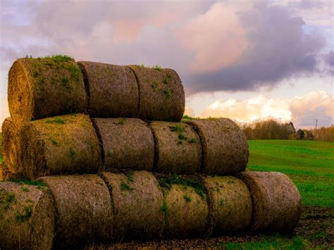 How To Lay Sod A Step By Step Guide For A Beautiful Lawn The Grass