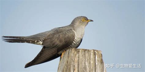 杜鹃鸟让其他鸟类哺育后代，以其他鸟类蛋或幼崽为食 知乎