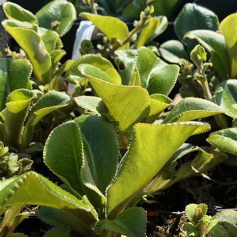 Chrysosplenium Macrophyllum Houtmeyers Plantencentrum En Boomkwekerij