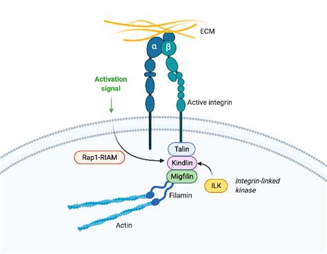 Kindlin And Ilk Interaction In Integrin Activation Biorender Science Templates