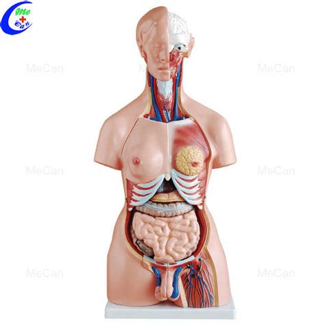 Anatomical Dual Sex Human Torso Model For Educational Use