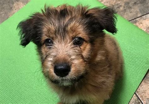 Australian Terrier Is A Mixed Breed