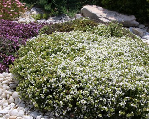 Thymus Praecox Albiflorus White Creeping Thyme — Buy Online At