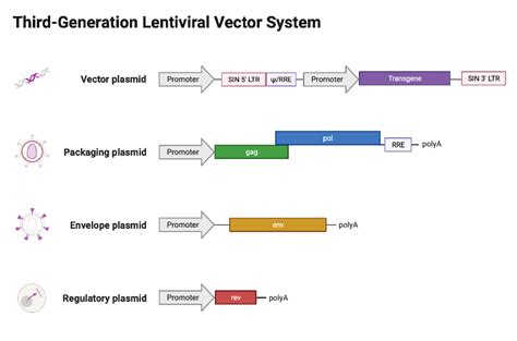 Third Generation Lentiviral Vector System Biorender Science Templates