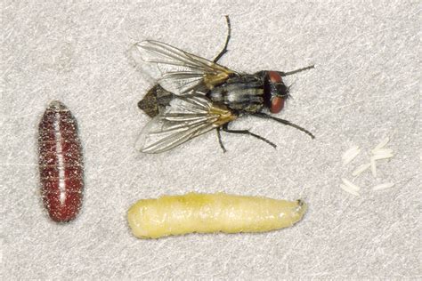 House Fly Adult