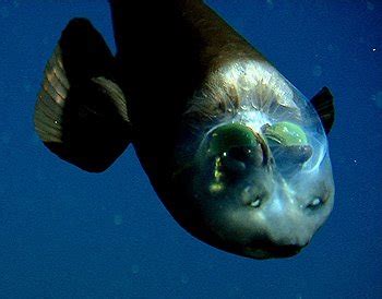 Barreleye Fish Facts Habitat Diet Life Cycle Pictures