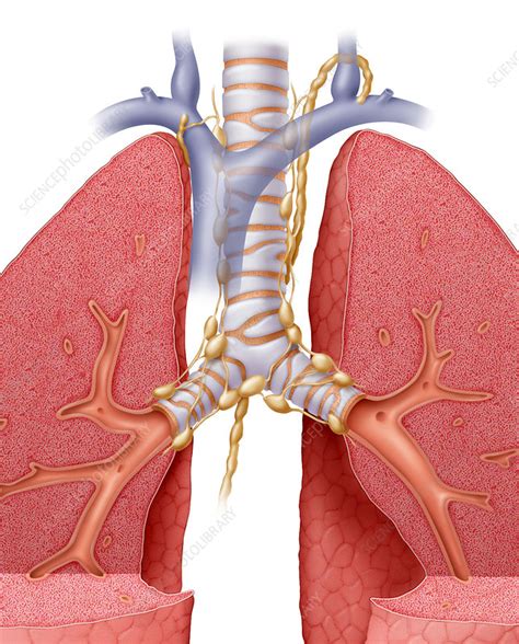 Lung Lymph Nodes Stock Image C0015026 Science Photo Library