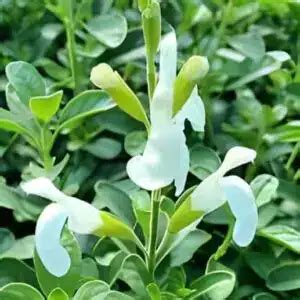 Salvia Peach Melba Buy Online Uk Middleton Nurseries