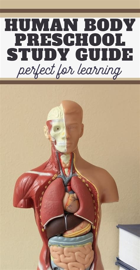 Learn The Human Body Skeleton Organs Educational Human Body Organs