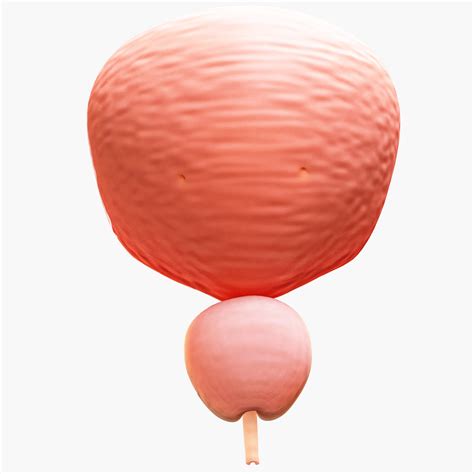 Bladder Cross Section 3d Model By Zames1992d