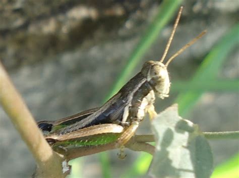 Grillo O Saltamontes Project Noah