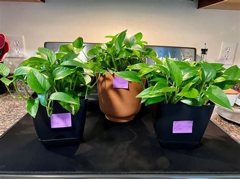 Pothos Prop Growth Update R Pothos