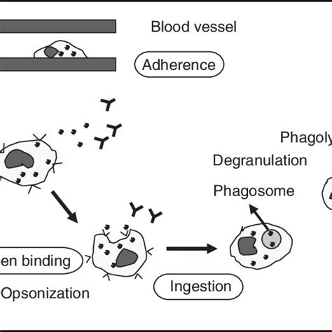 The Phagocytic Process Download Scientific Diagram