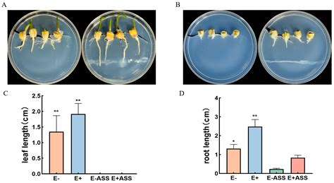 Maize Endophytic Plant Growth Promoting Bacteria Peribacillus Simplex