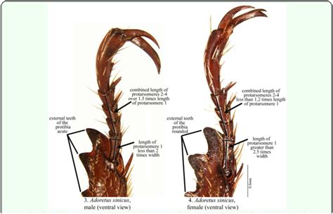 Sexual Characteristics Associated With The Protarsus Of Adoretus